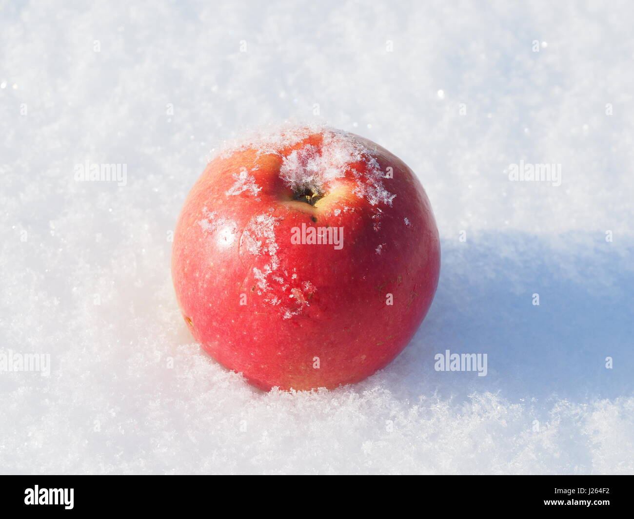 apple on snow Stock Photo - Alamy