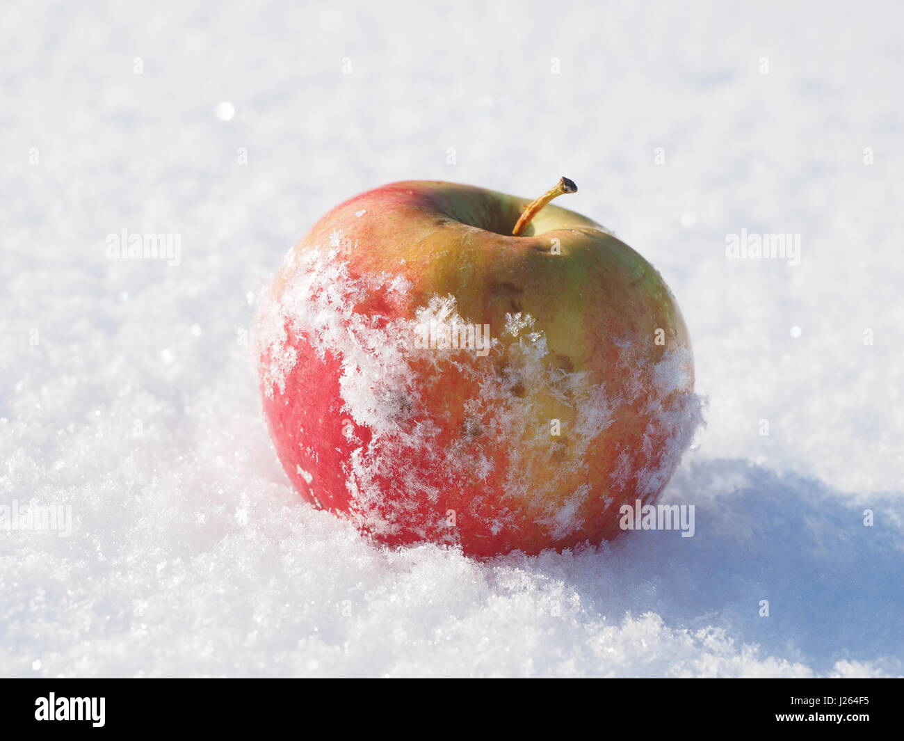 apple on snow Stock Photo - Alamy