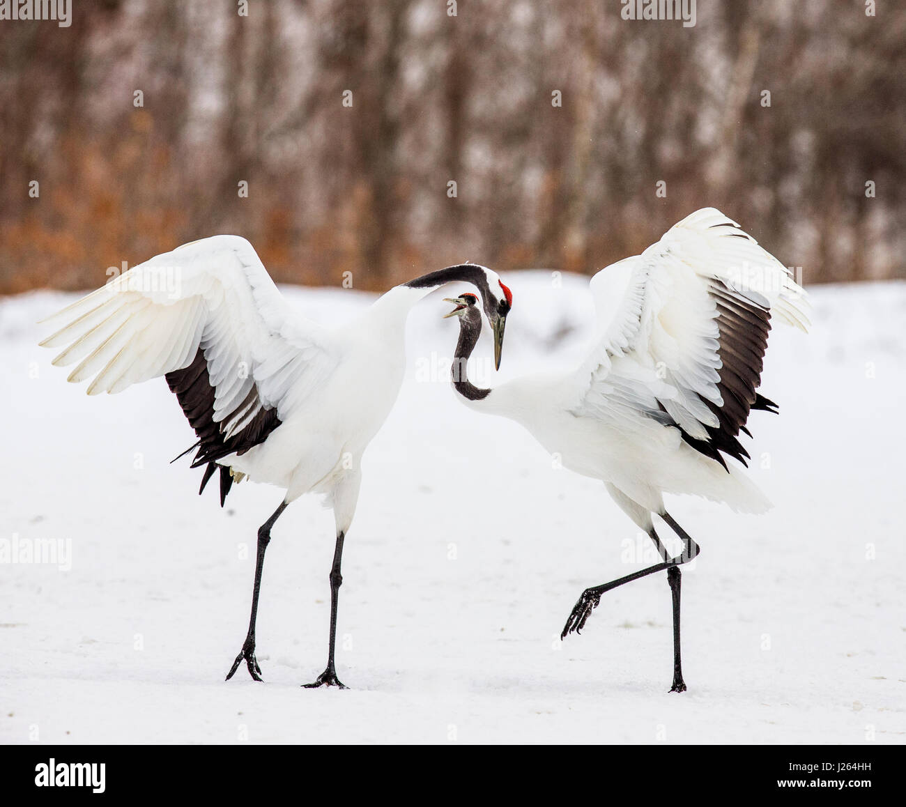 Two Japanese cranes stand in the snow. Japan. Hokkaido. Tsurui. Great ...