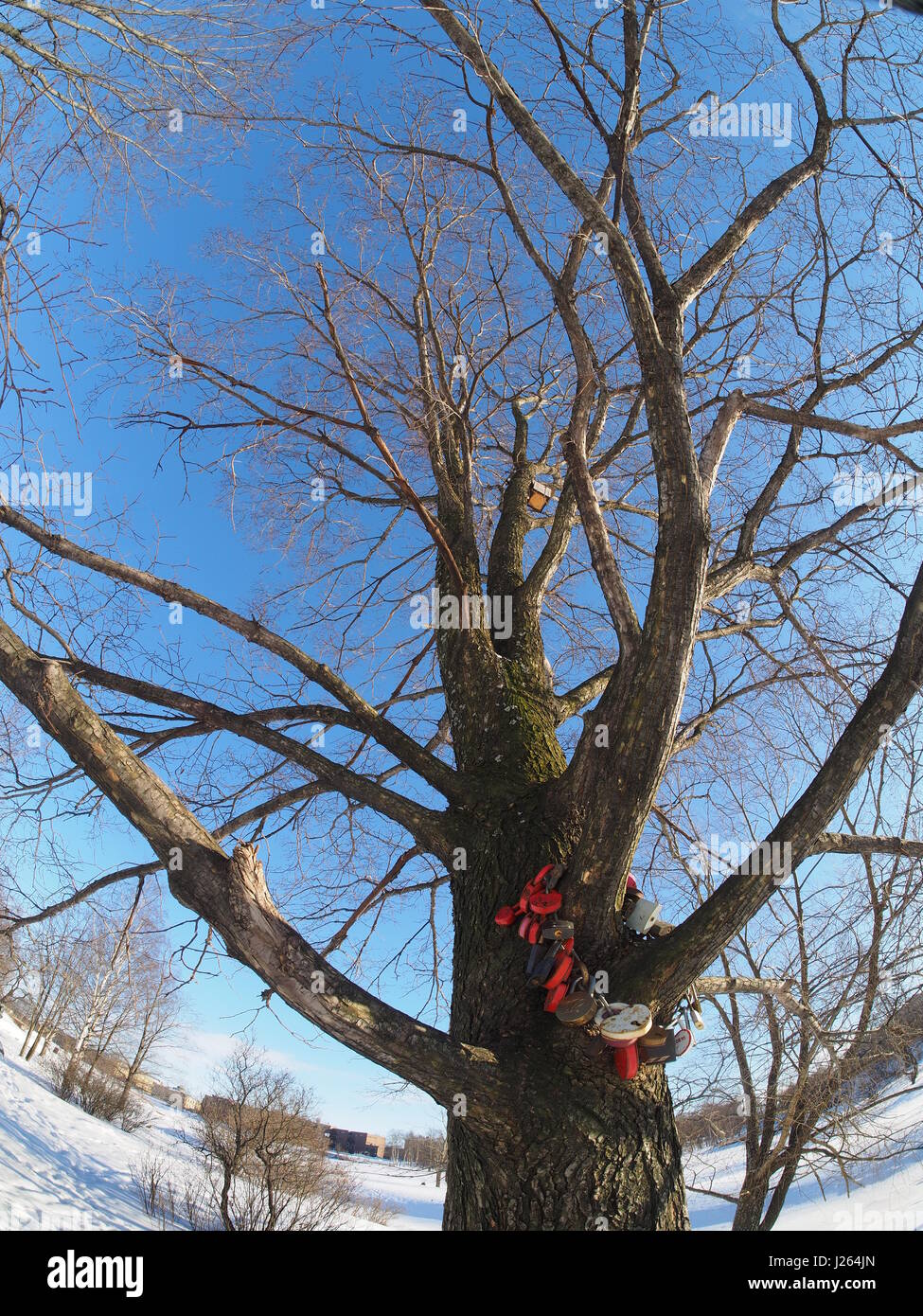 tree from the bottom up Stock Photo - Alamy