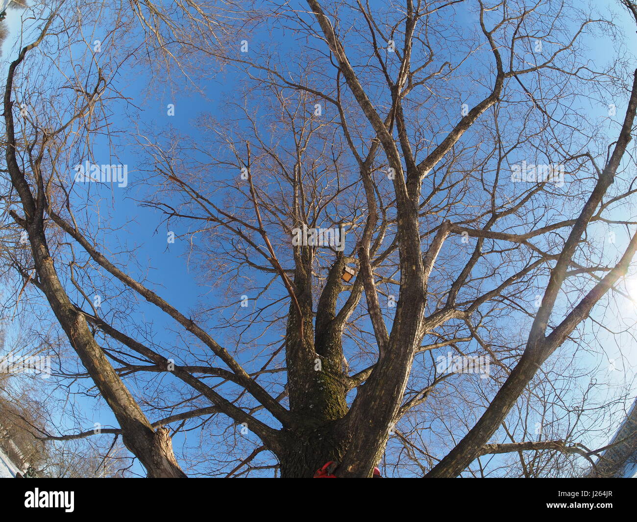 tree from the bottom up Stock Photo - Alamy