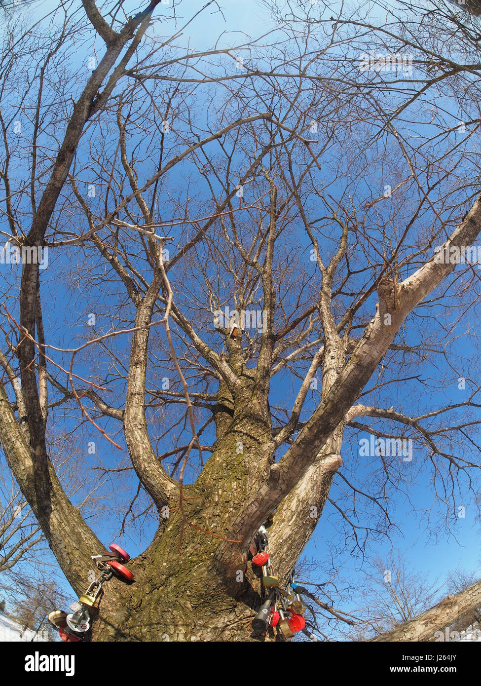 tree from the bottom up Stock Photo - Alamy