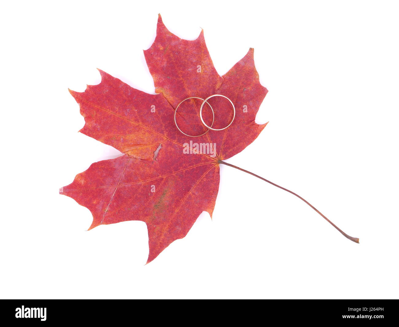 wedding rings and maple leaves on a white background Stock Photo - Alamy