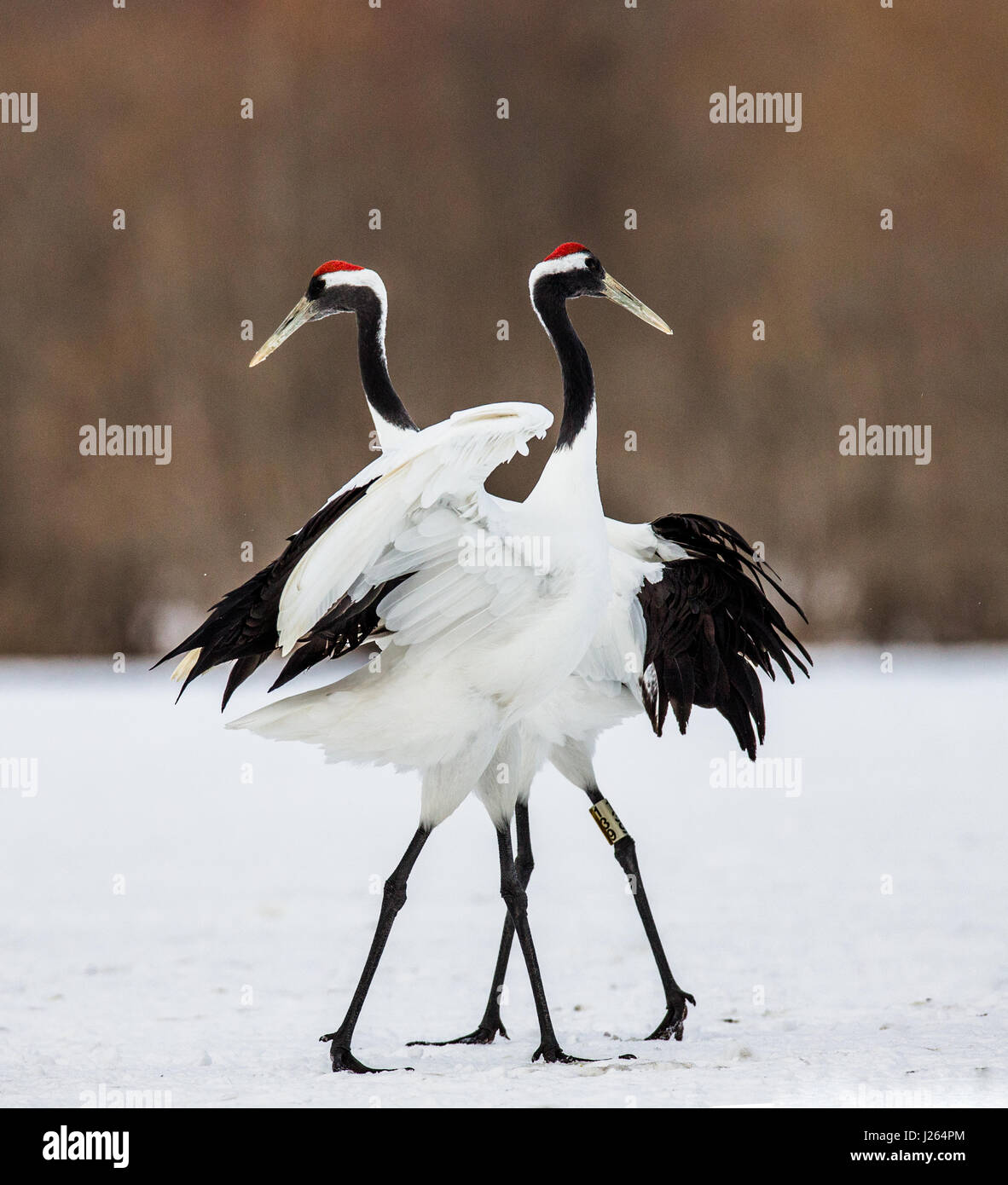 Two Japanese cranes stand in the snow. Japan. Hokkaido. Tsurui. Great ...