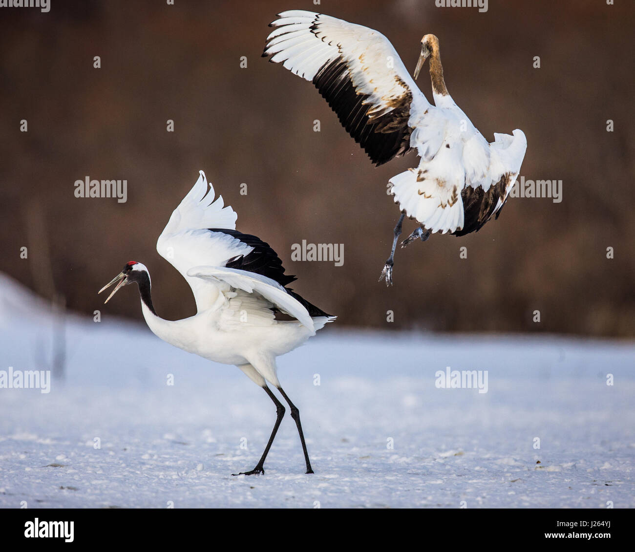 Two Japanese Cranes are in flight. Japan. Hokkaido. Tsurui Stock Photo ...