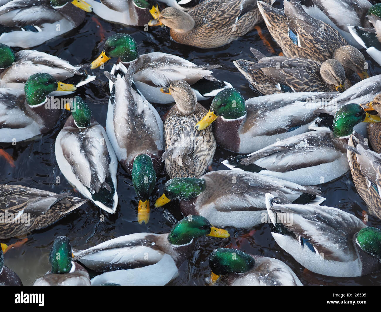 duck on the lake in the cold Stock Photo - Alamy