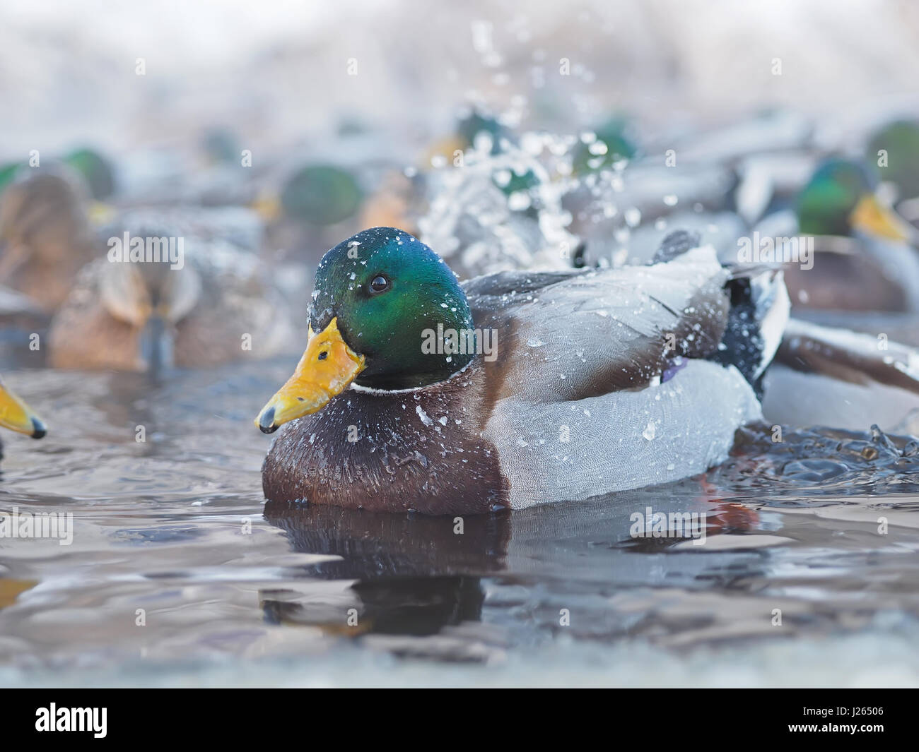 duck on the lake in the cold Stock Photo - Alamy
