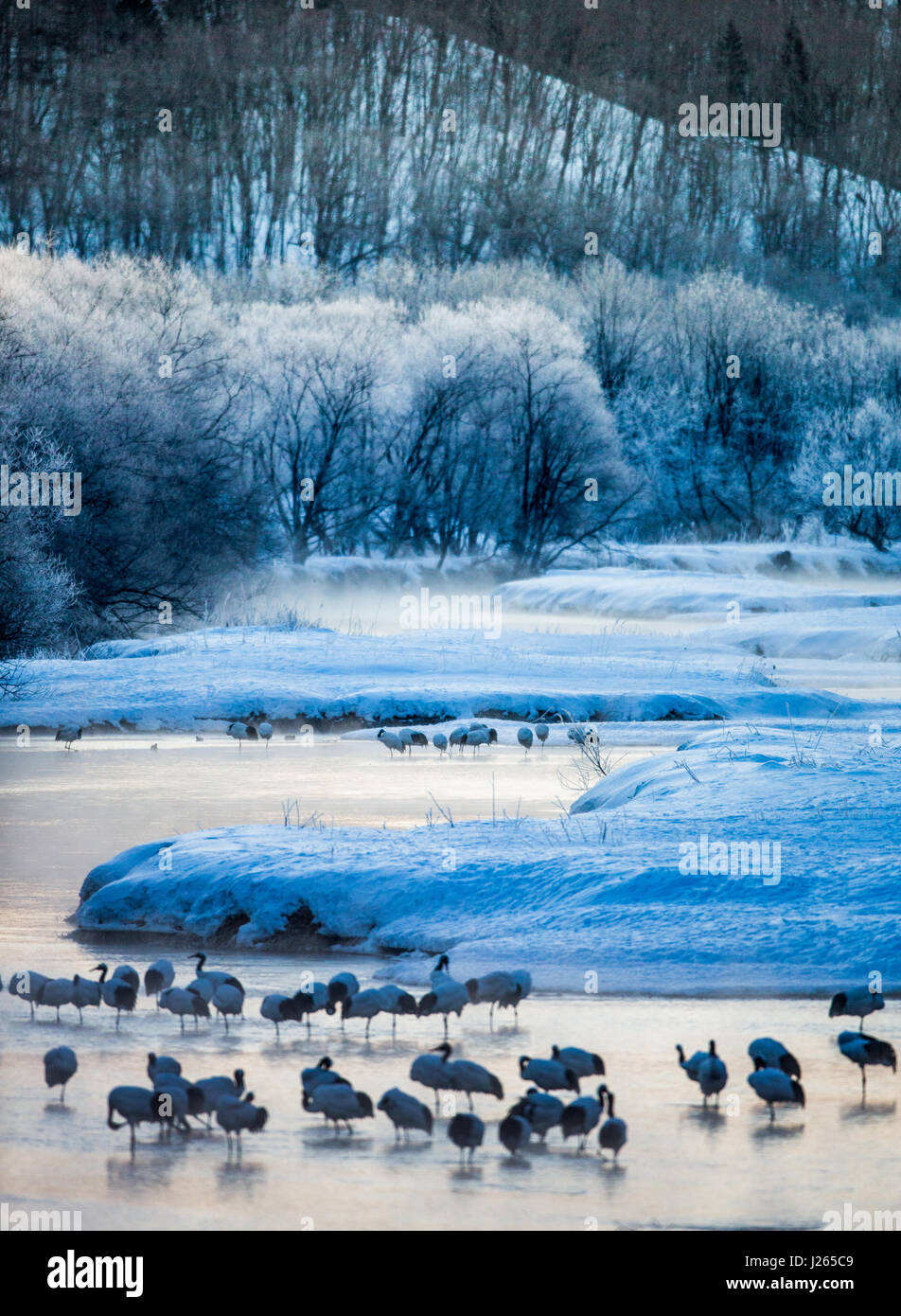Group of Japanese cranes on the river frosty morning at sunrise on the ...