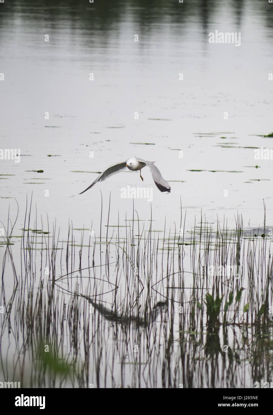 seagull flying over the river Stock Photo - Alamy