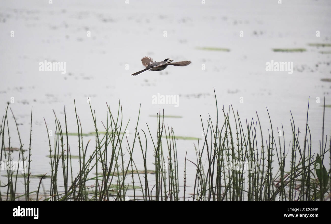 gray wagtail in flight above the river Stock Photo - Alamy