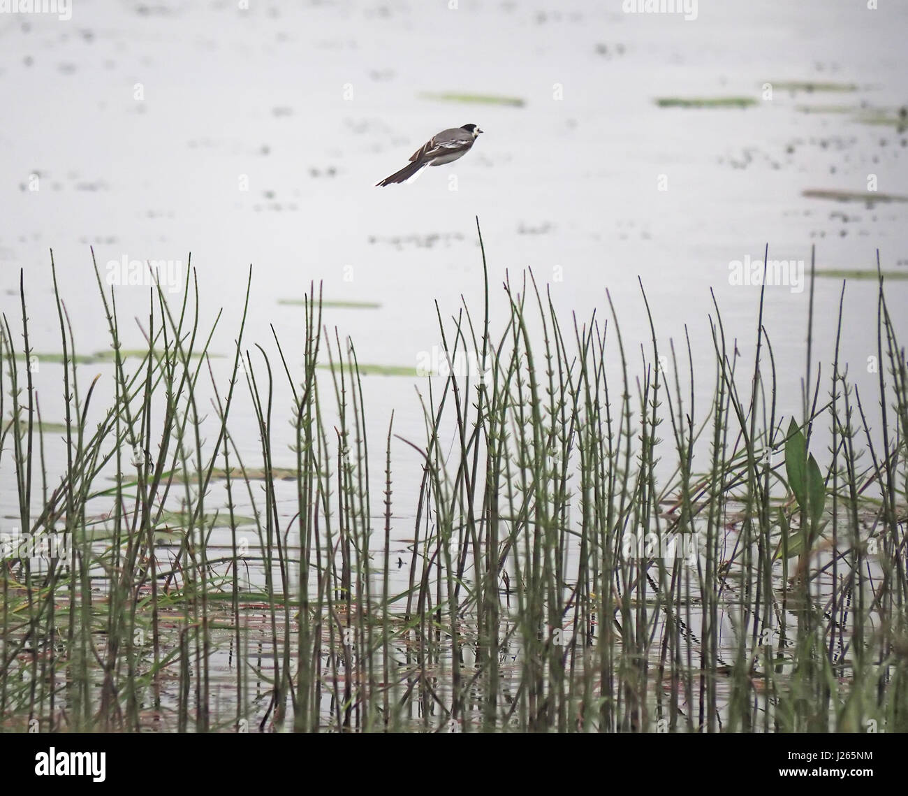 Grey wagtail in flight hi-res stock photography and images - Alamy