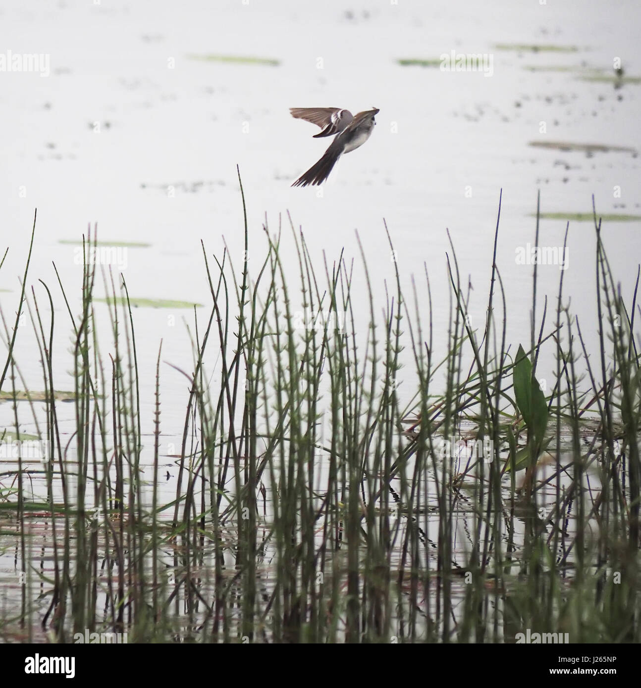 gray wagtail in flight above the river Stock Photo - Alamy