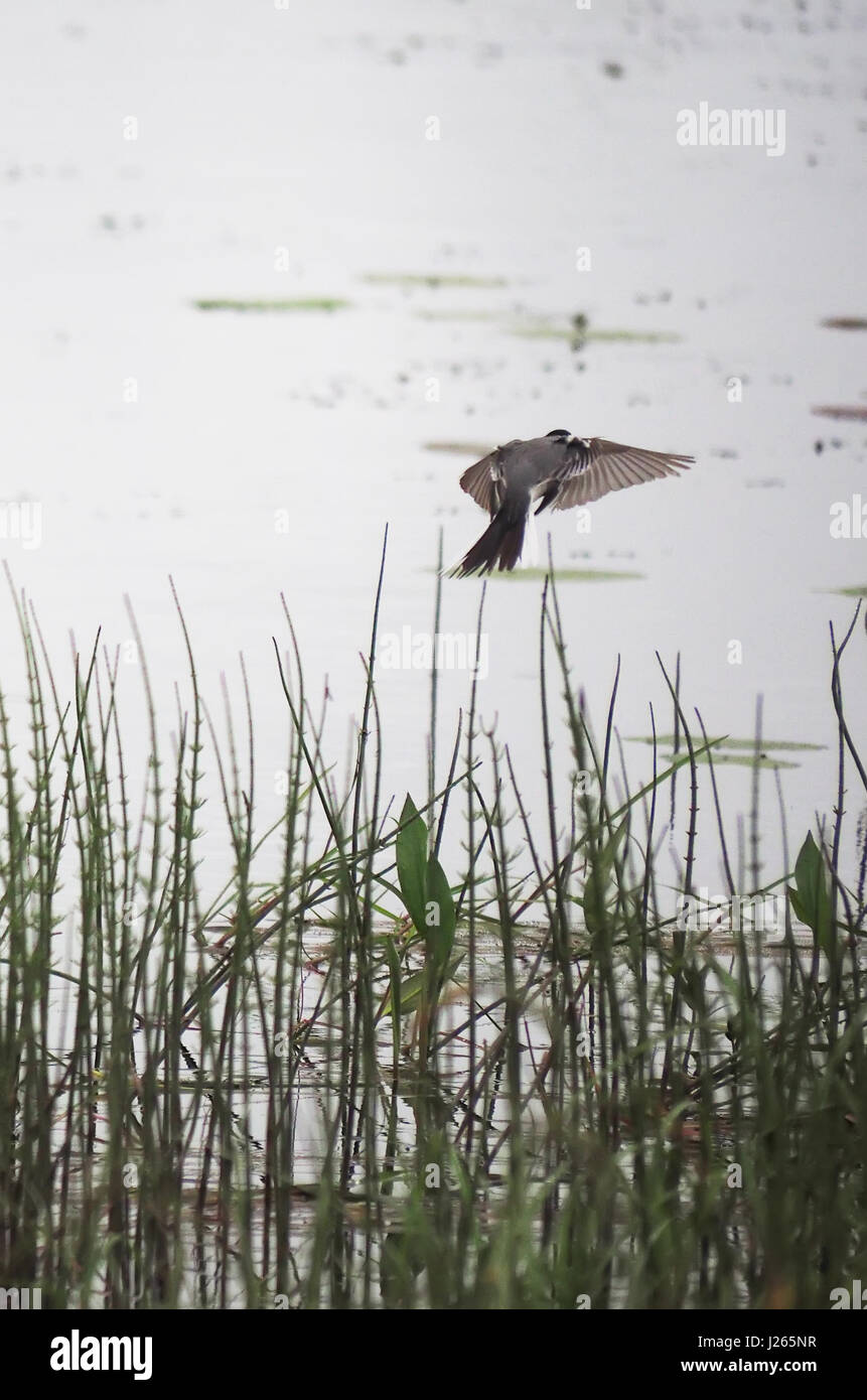 gray wagtail in flight above the river Stock Photo - Alamy