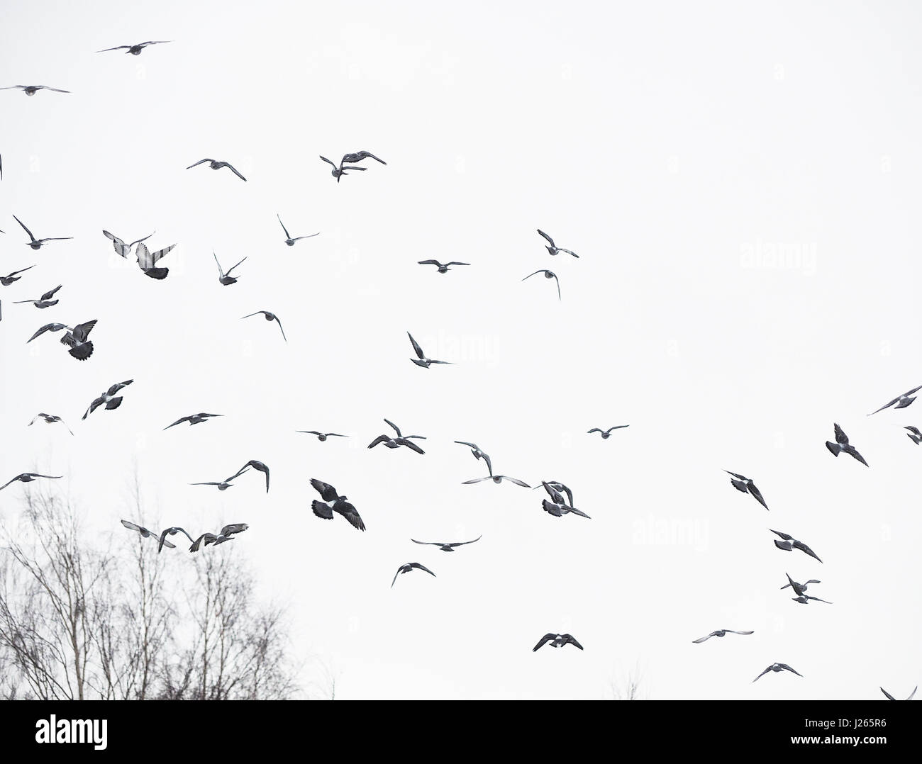 doves in flight Stock Photo - Alamy