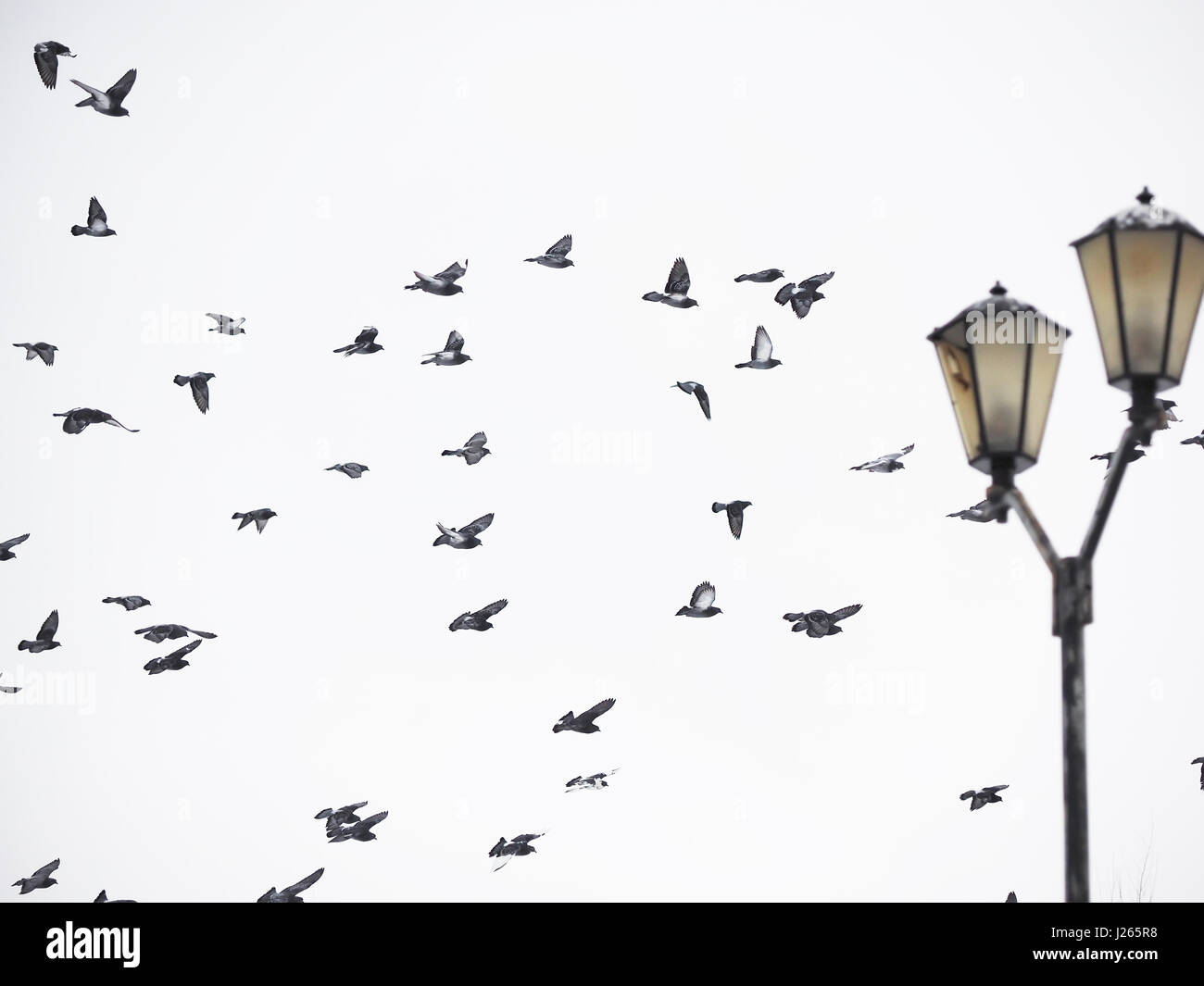 doves in flight Stock Photo - Alamy