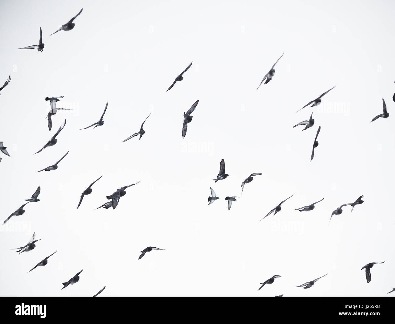 doves in flight Stock Photo - Alamy