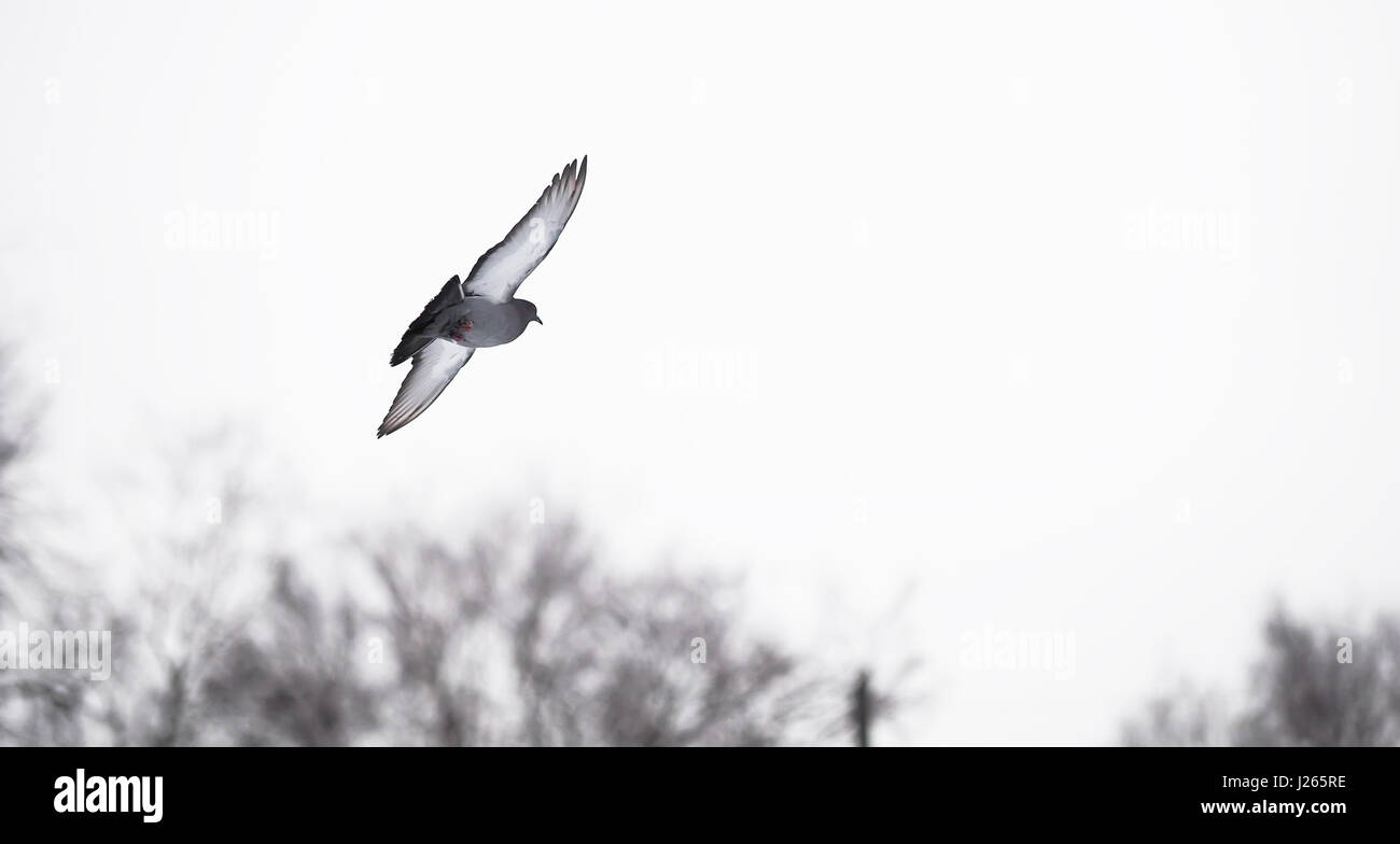 doves in flight Stock Photo - Alamy