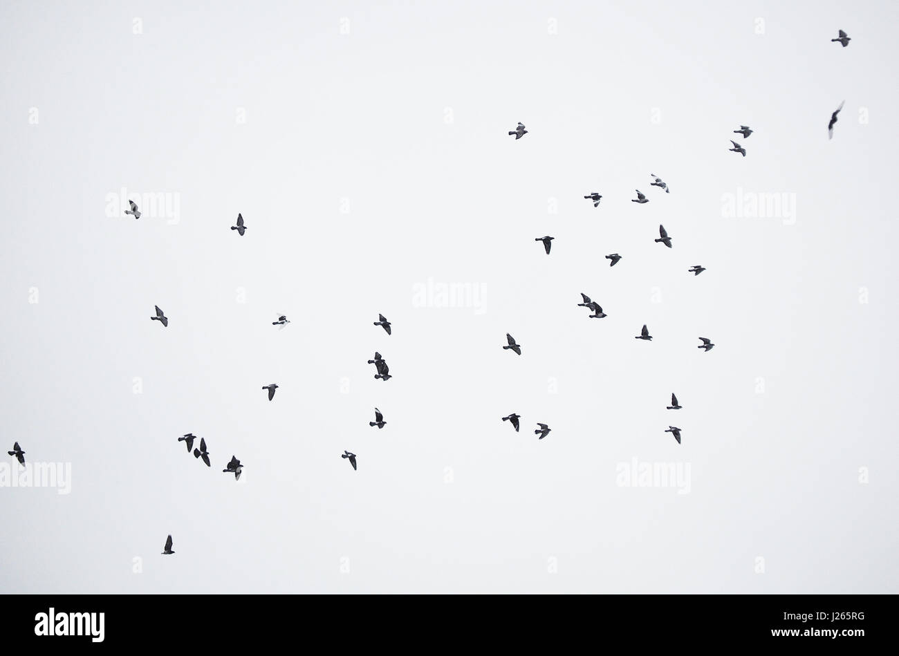 doves in flight Stock Photo - Alamy