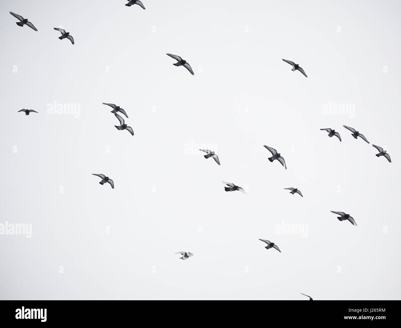 doves in flight Stock Photo - Alamy