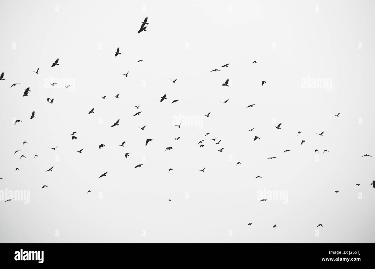 crow in flight Stock Photo - Alamy