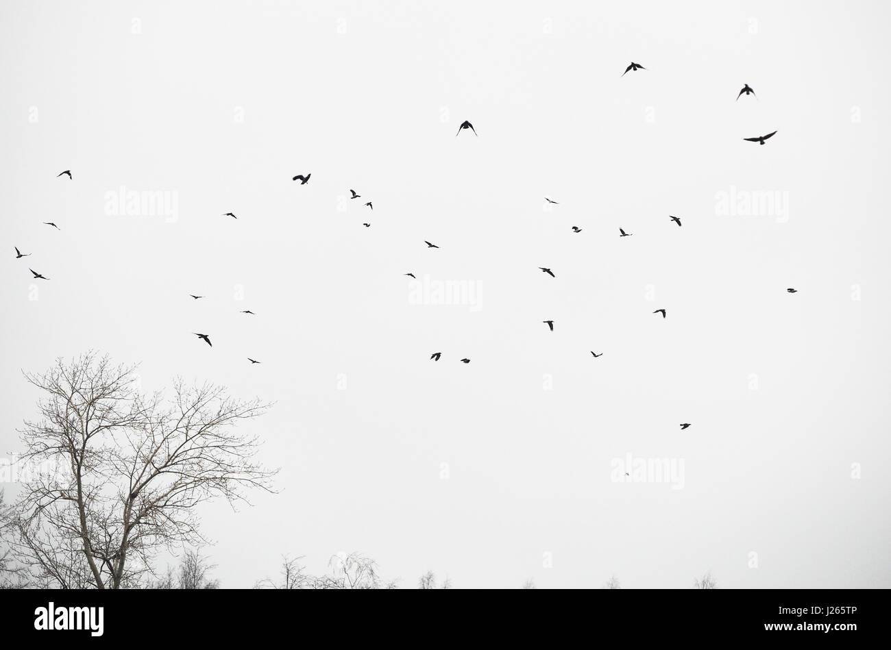 crow in flight Stock Photo - Alamy