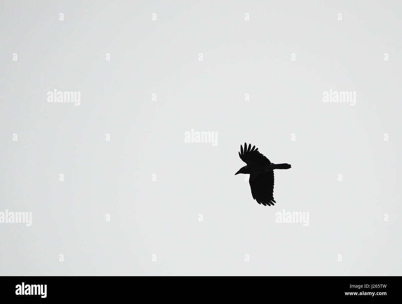 crow in flight Stock Photo - Alamy