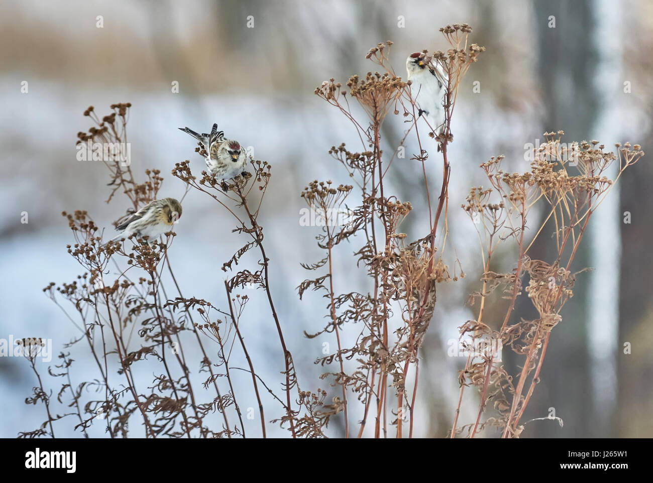 Bird Carduelis flammea on the dry grass in winter Stock Photo - Alamy