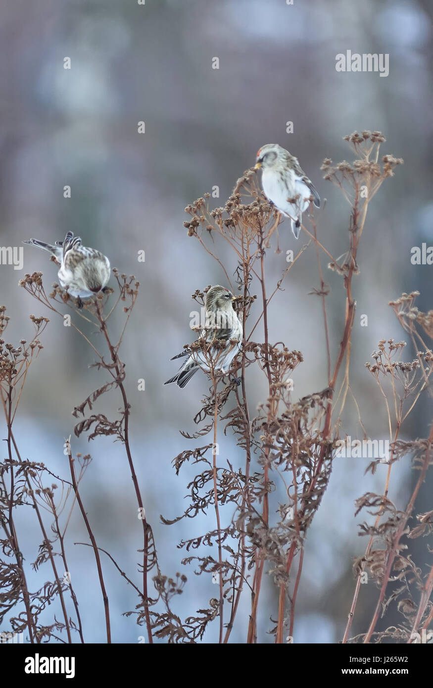 Bird Carduelis flammea on the dry grass in winter Stock Photo - Alamy