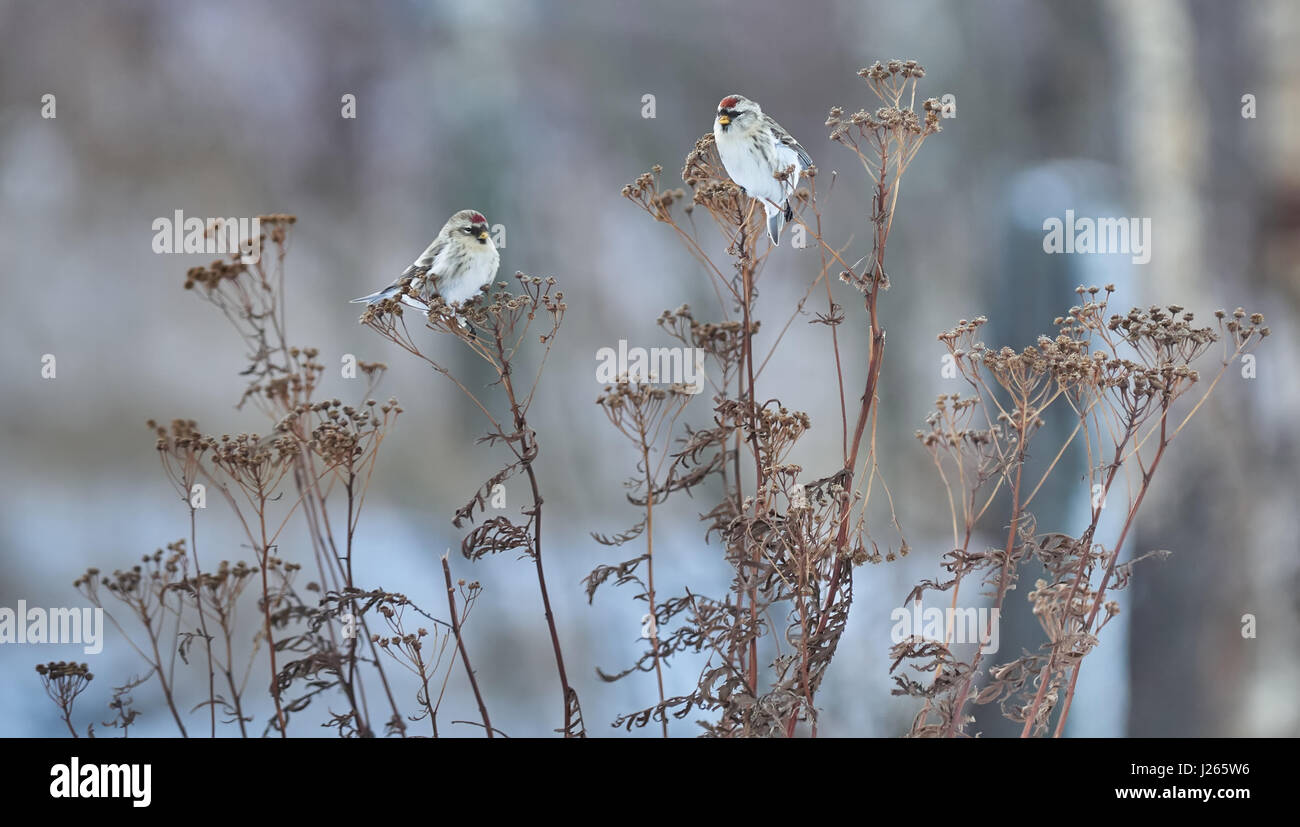 Bird Carduelis flammea on the dry grass in winter Stock Photo - Alamy