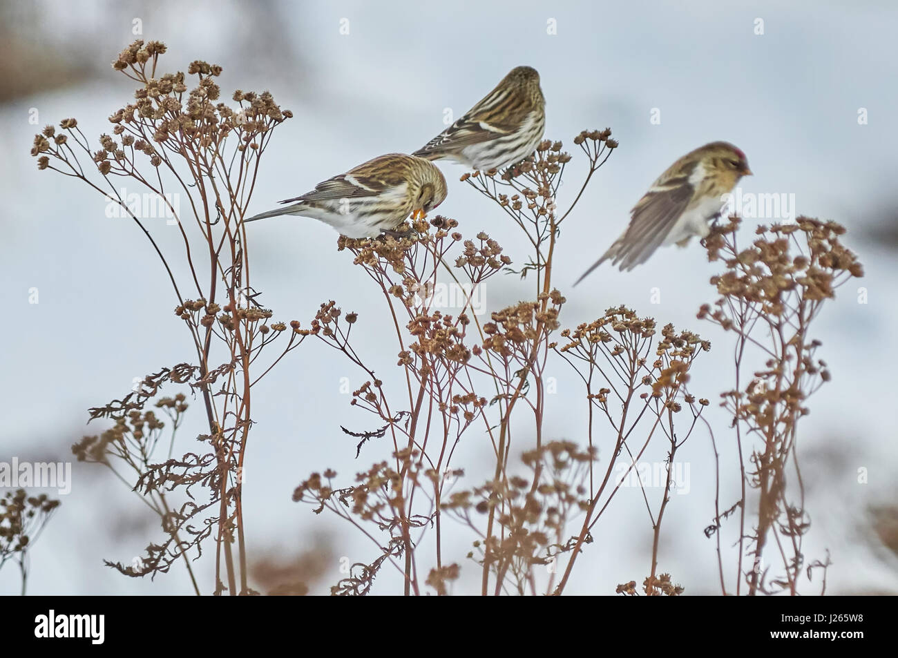 Bird Carduelis flammea on the dry grass in winter Stock Photo - Alamy