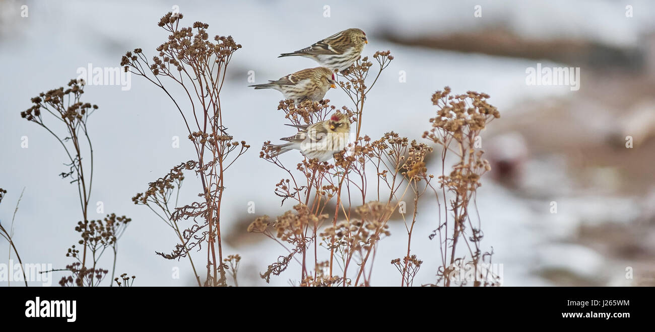 Bird Carduelis flammea on the dry grass in winter Stock Photo - Alamy