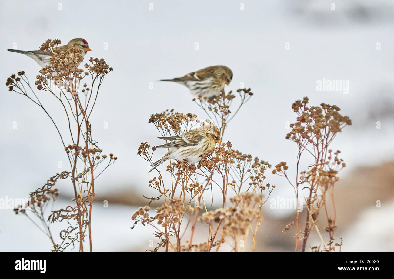 Bird Carduelis flammea on the dry grass in winter Stock Photo - Alamy