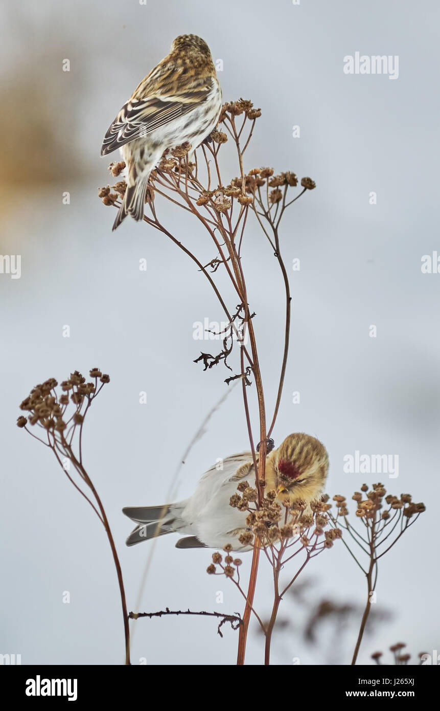 Bird Carduelis flammea on the dry grass in winter Stock Photo - Alamy