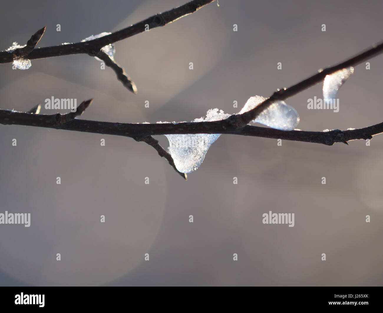 icicle on a branch Stock Photo - Alamy
