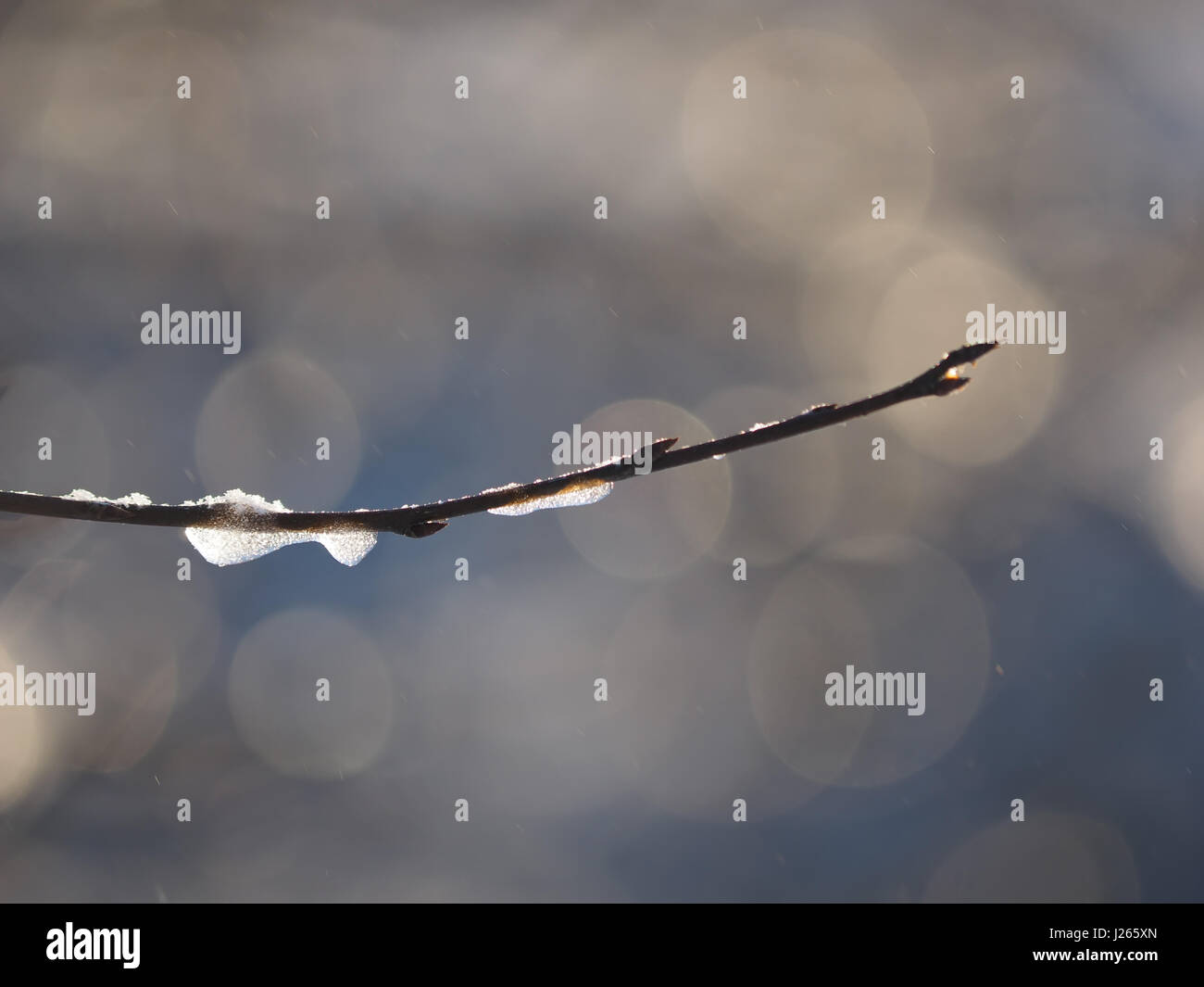 icicle on a branch Stock Photo - Alamy