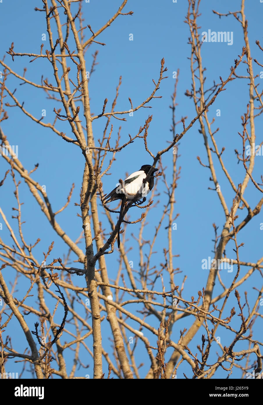 magpie on a tree Stock Photo - Alamy