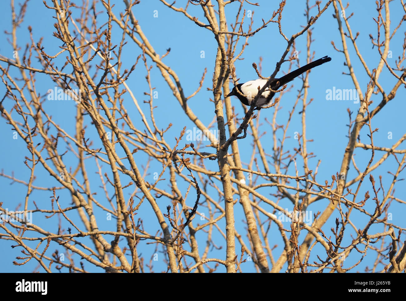 Two eurasian magpie hi-res stock photography and images - Alamy