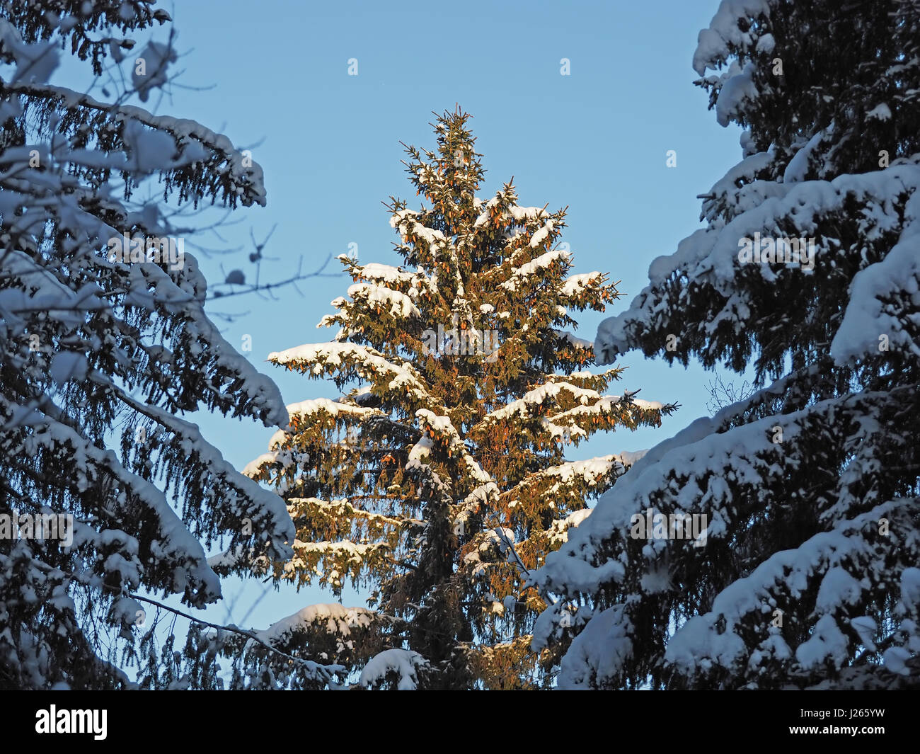 Spruce in the snow Stock Photo - Alamy