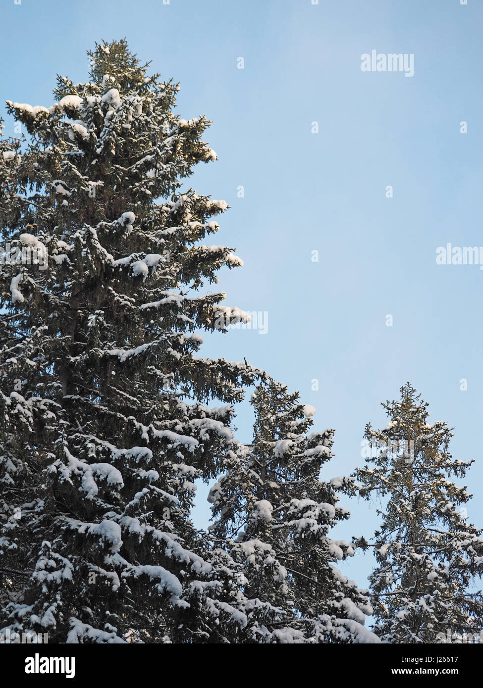 Spruce in the snow Stock Photo - Alamy