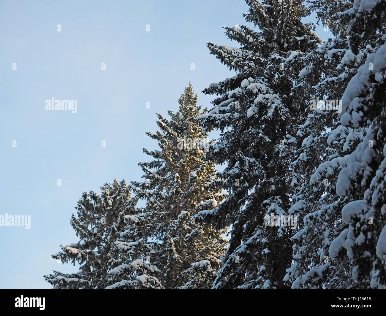 Spruce in the snow Stock Photo - Alamy