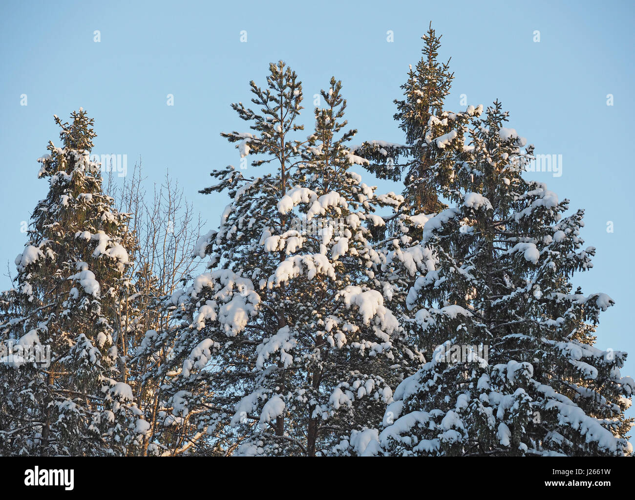 Spruce in the snow Stock Photo - Alamy