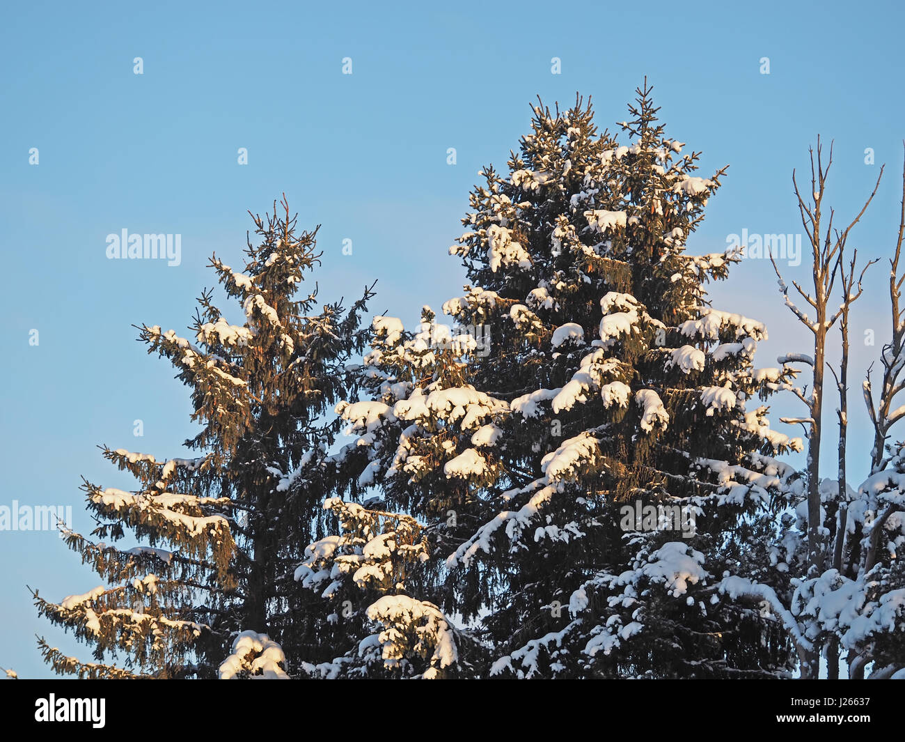 Spruce in the snow Stock Photo - Alamy