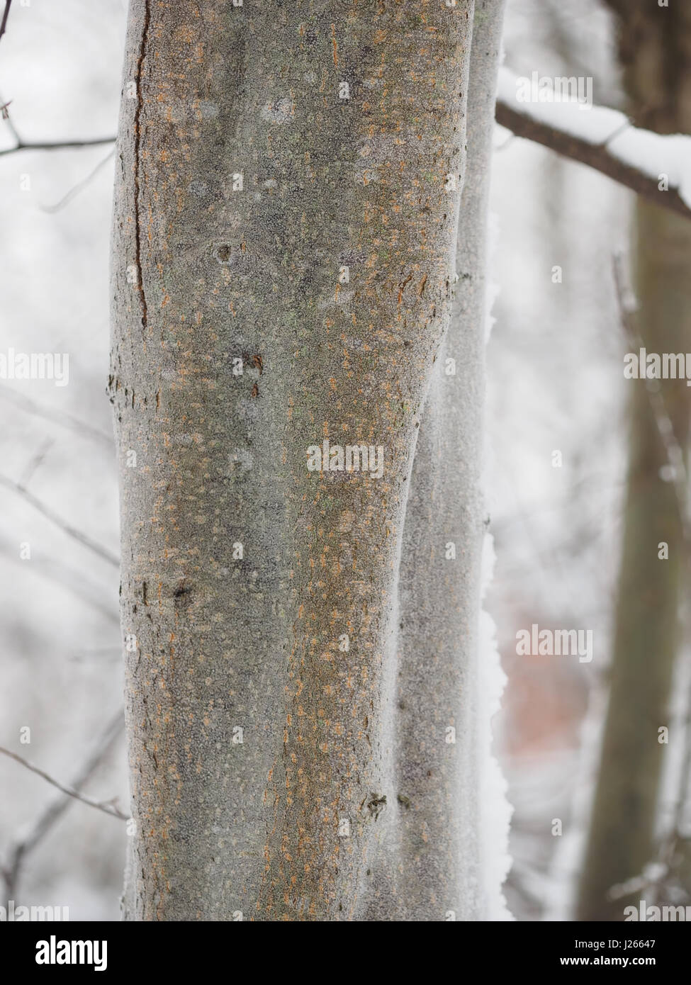 trunk of a tree in the snow Stock Photo - Alamy