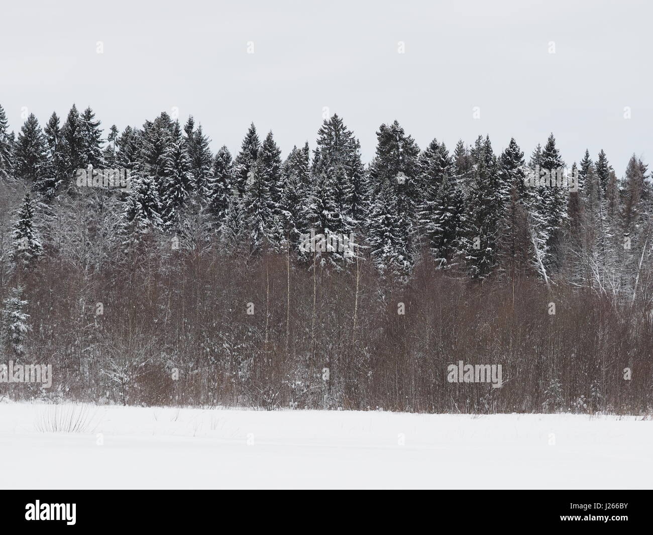 fir forest in winter Stock Photo - Alamy