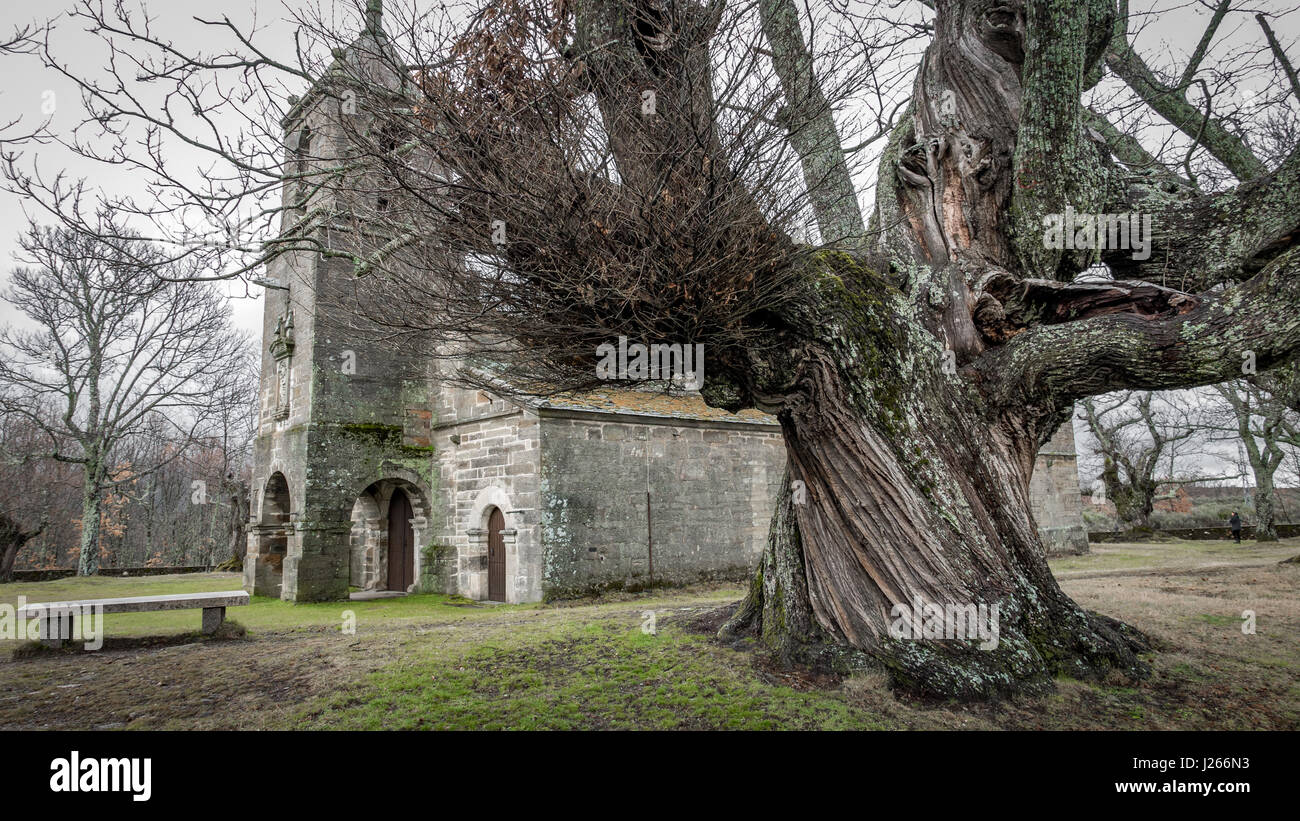 Ancient chestnut tree old hi-res stock photography and images - Alamy