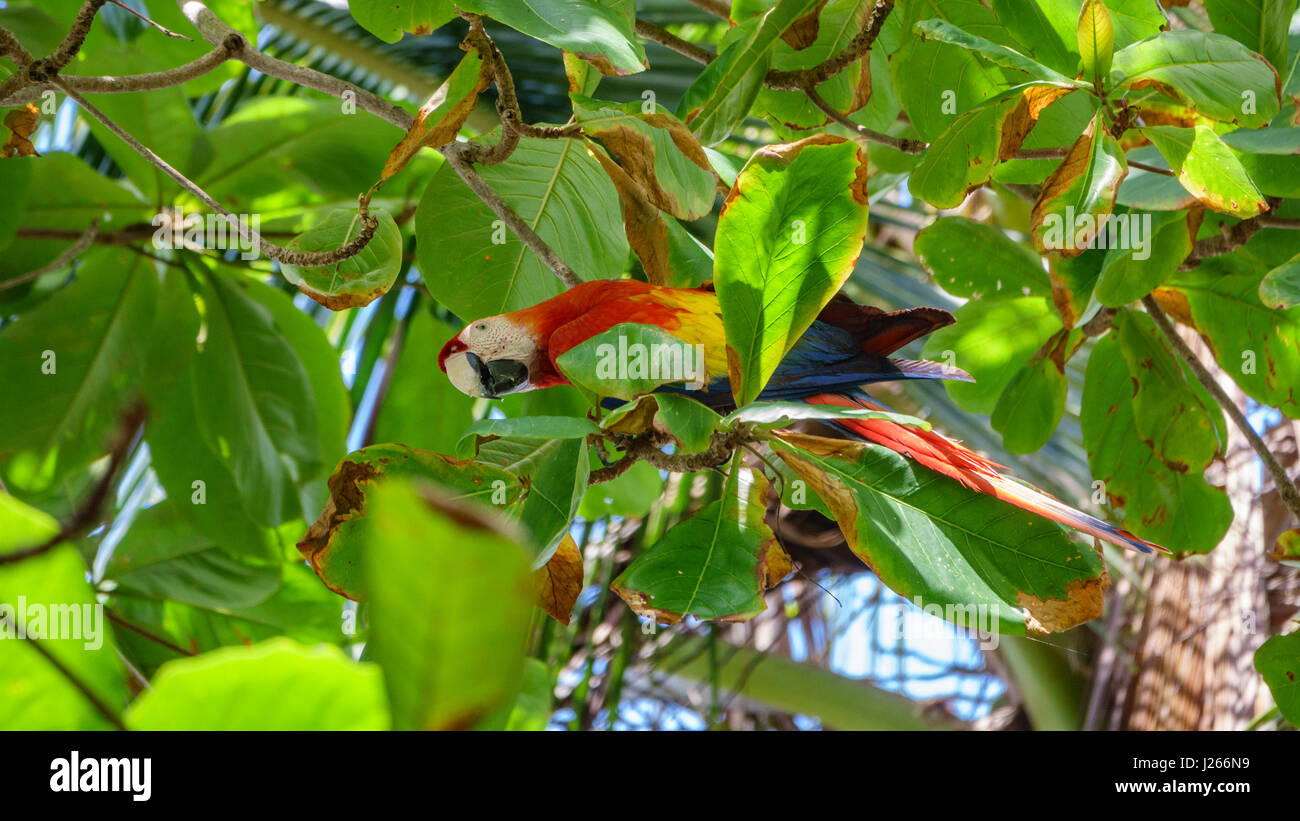 Scarlet macaw ara macao eating hi-res stock photography and images - Alamy