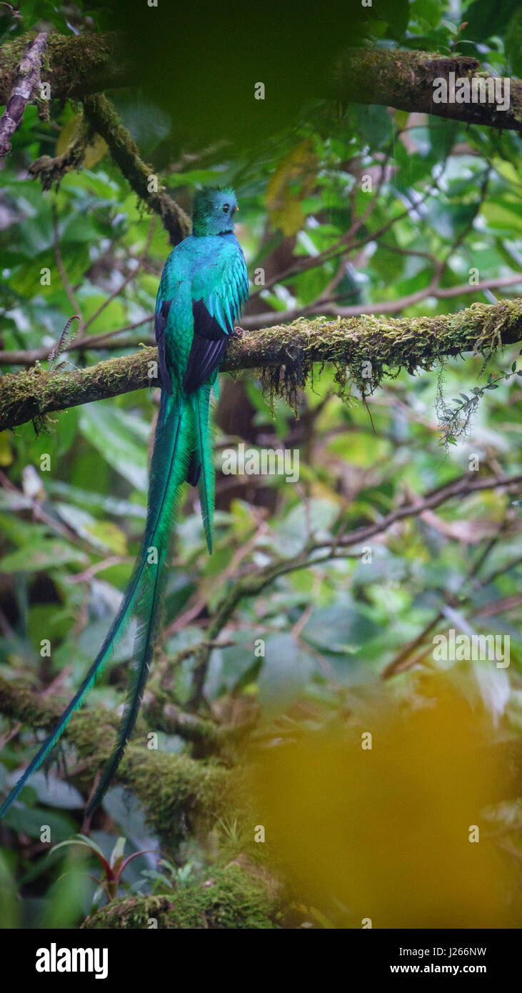 Beautiful bird in nature tropic habitat. Resplendent Quetzal Stock ...