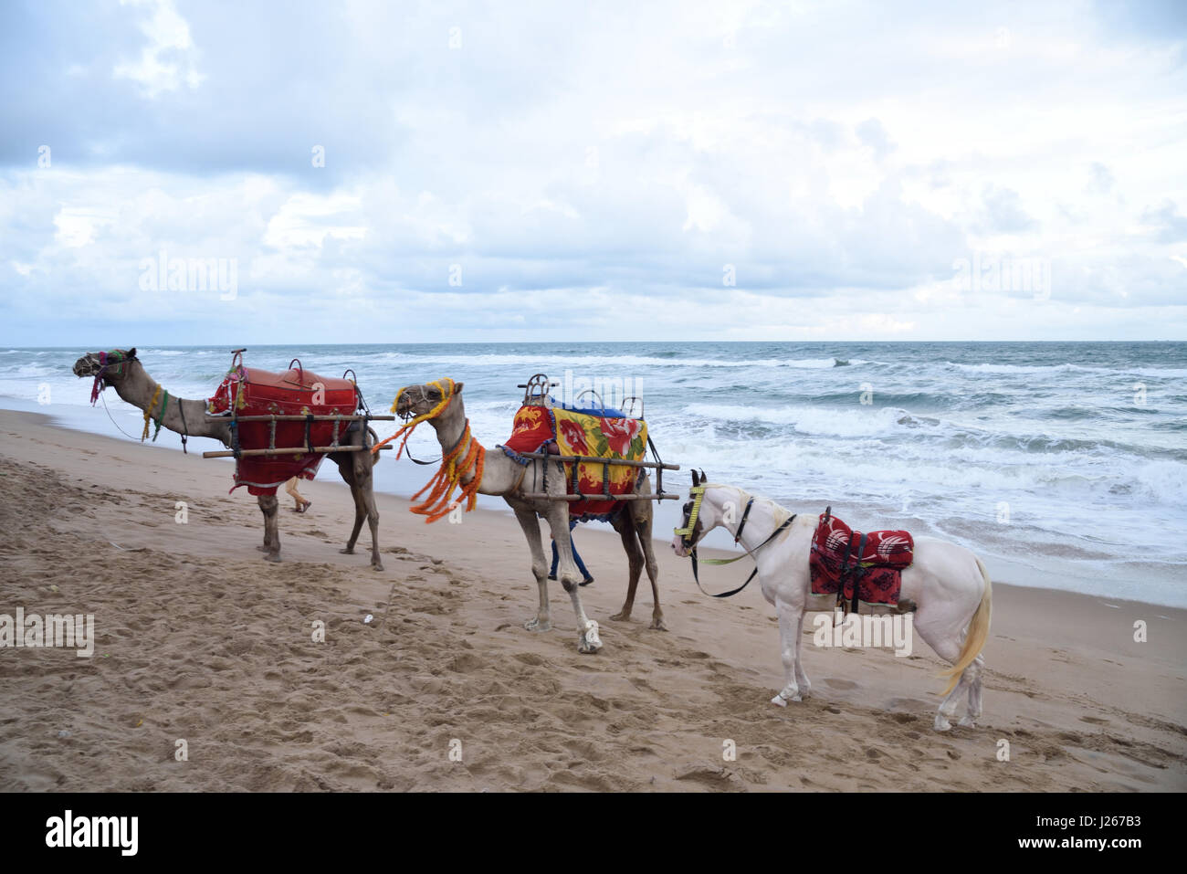 Camel ride at sea beach of puri hi-res stock photography and images - Alamy