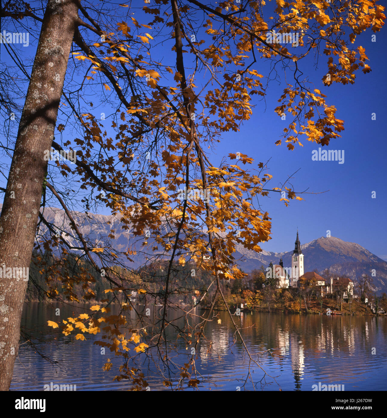 Lake Bled and Santa Maria church with autumn colour Slovenia Ian Shaw ...