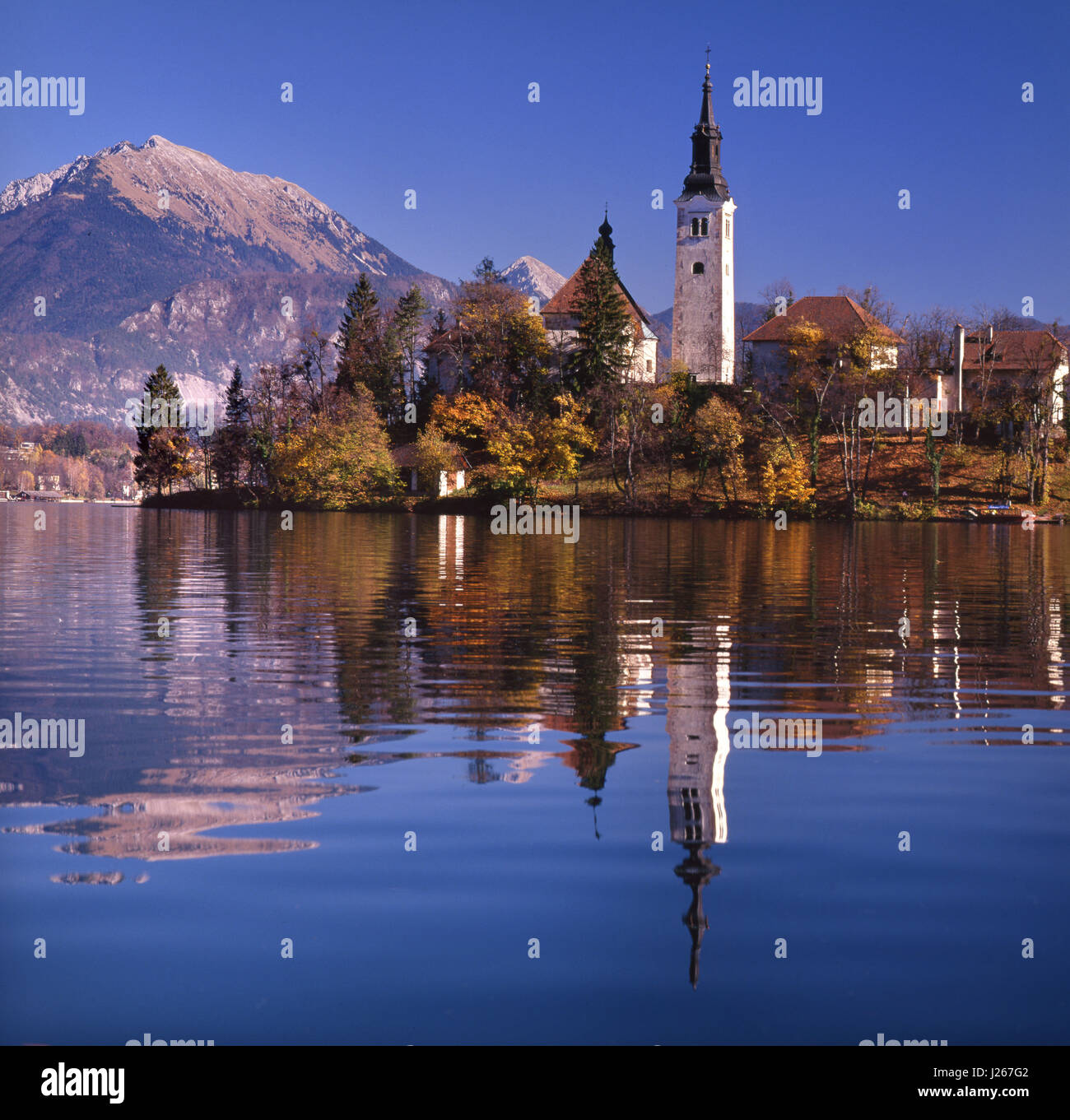 Lake Bled and Santa Maria church with autumn colour and reflections in ...